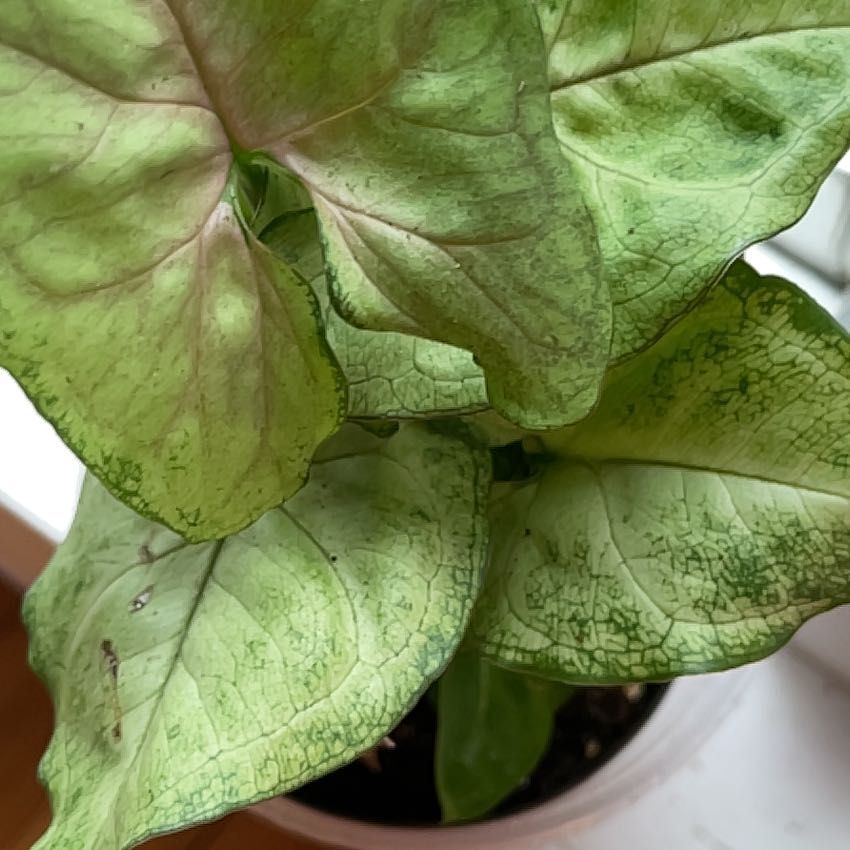 Captain Plant-it | A plant by @AvidShieldplant on Greg