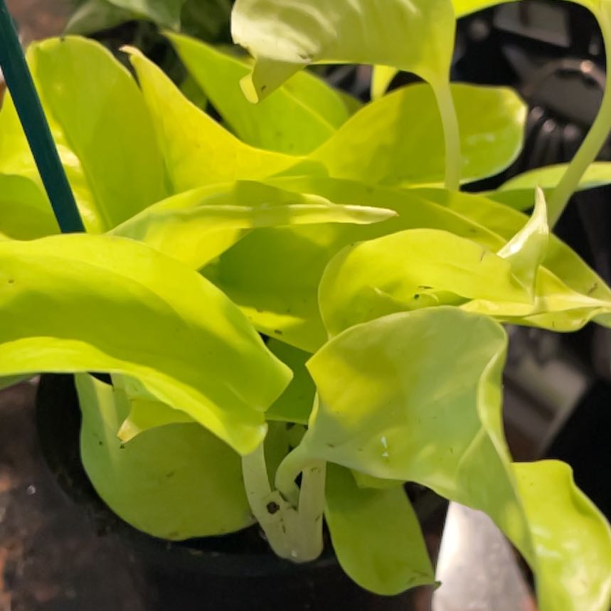 Homer | A plant by @FairSucculents on Greg