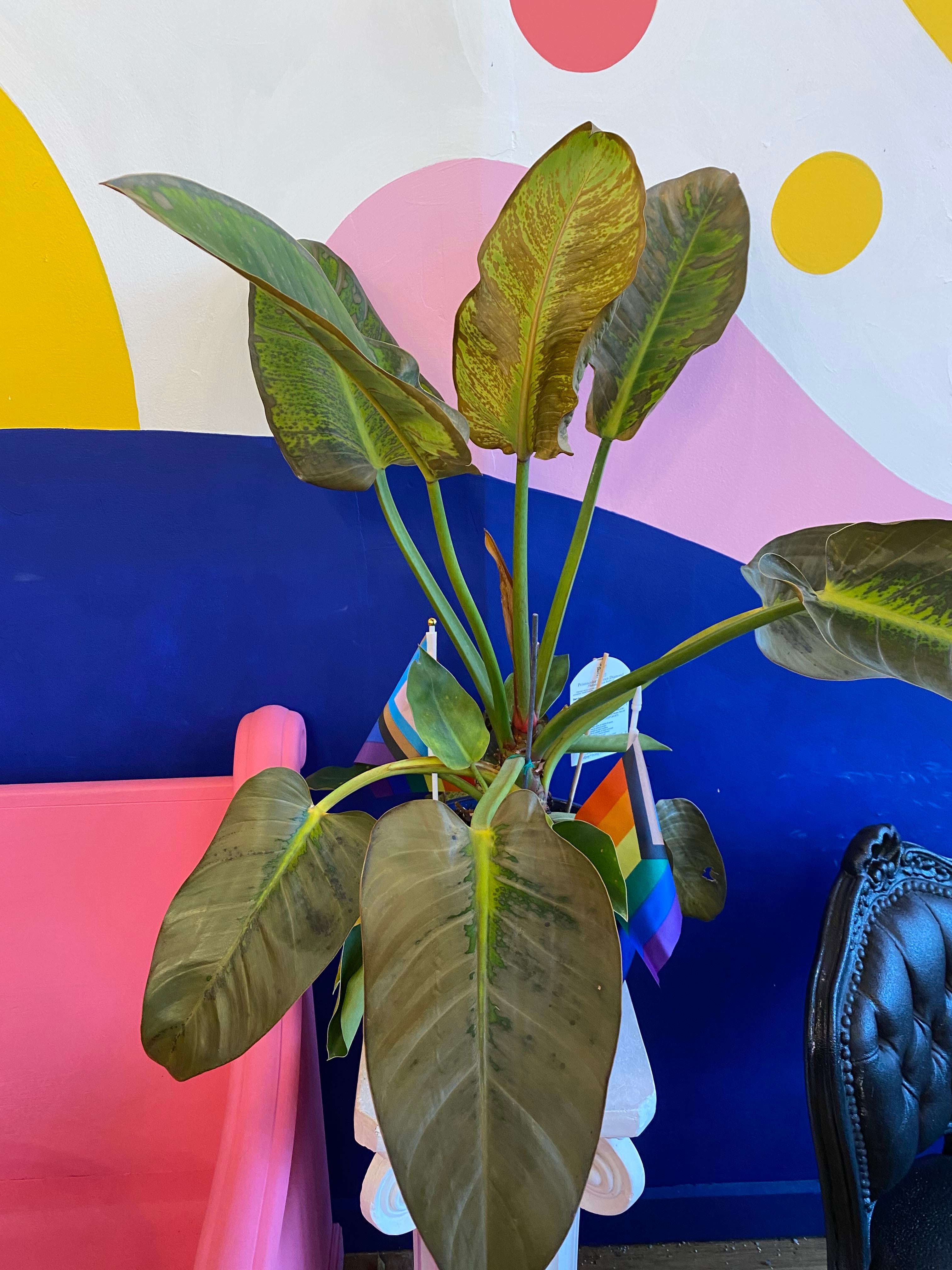 Rudolph Philodendron Care 101: Water, Light & Growing Tips