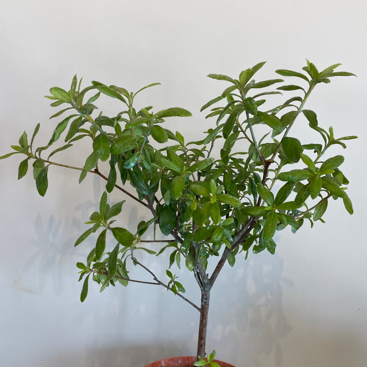 How to Propagate Your Pink Azalea