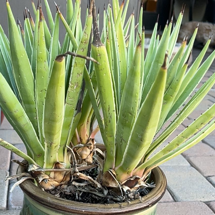 Why Are There Black Spots on My Aloe Yucca Leaves?