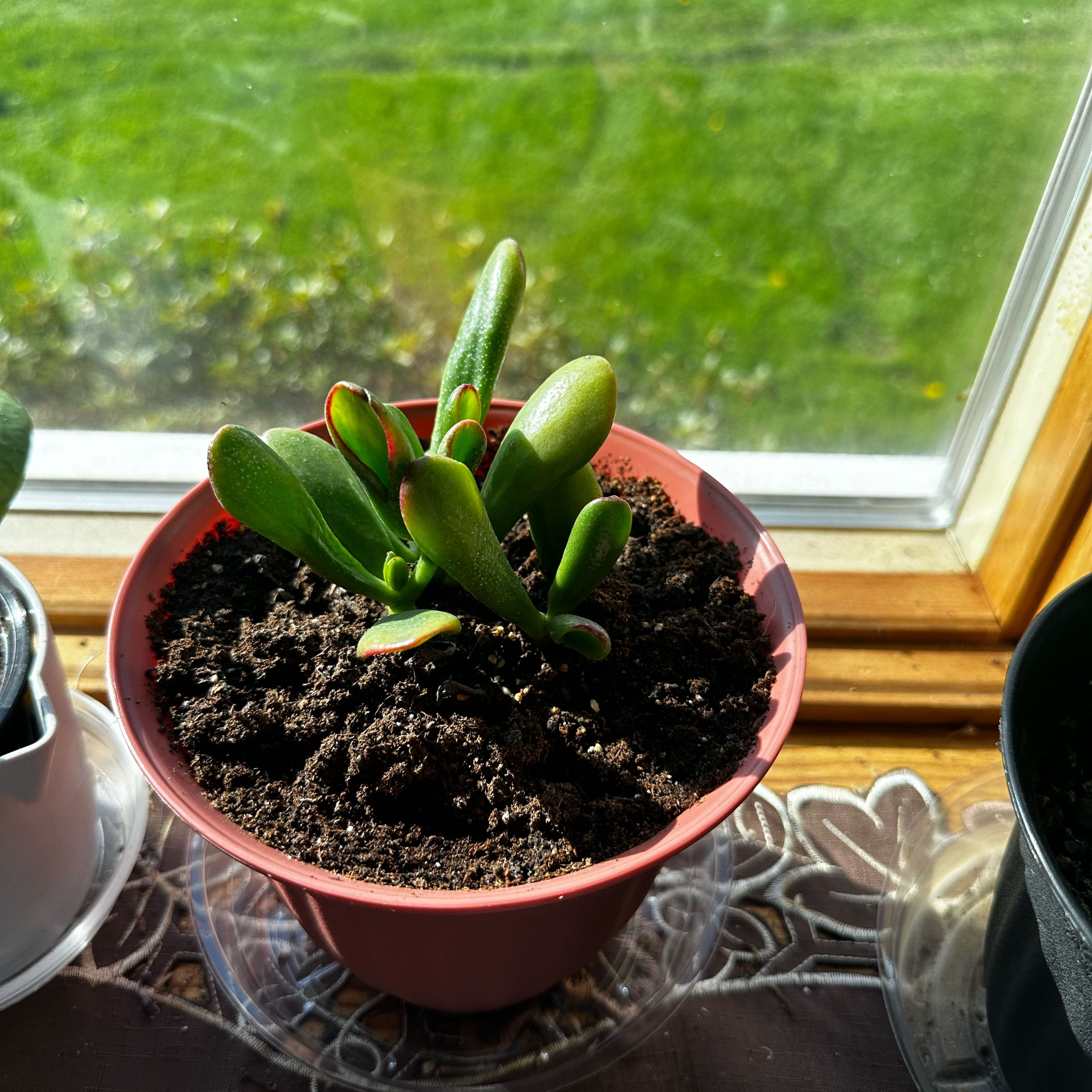 ET Fingers Care 101: Water, Light & Growing Tips