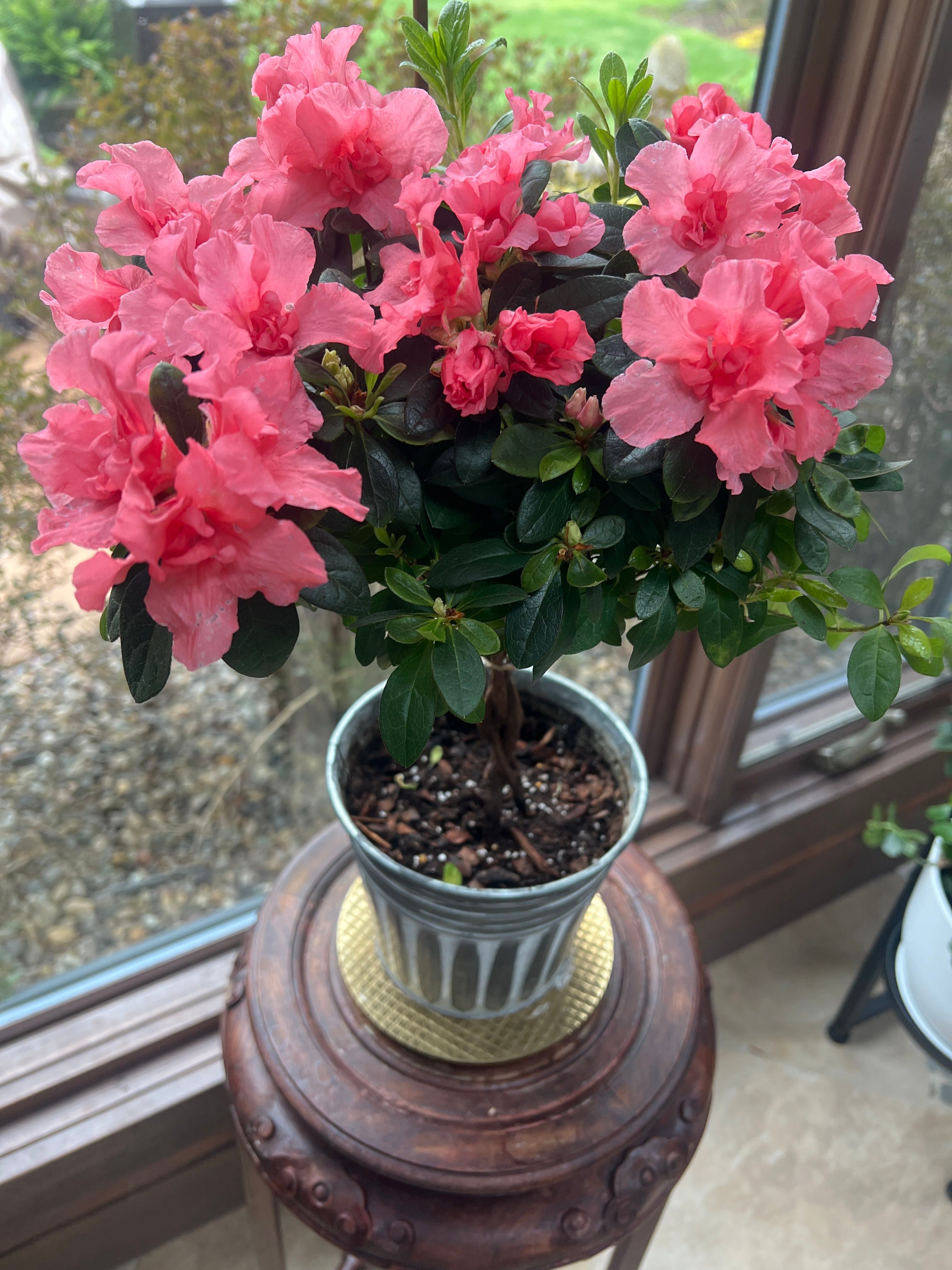 🔍 5 Catawba Rhododendron Varieties You Didn't Know About