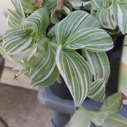 Captain Plant-it | A plant by @MartialPlanter on Greg