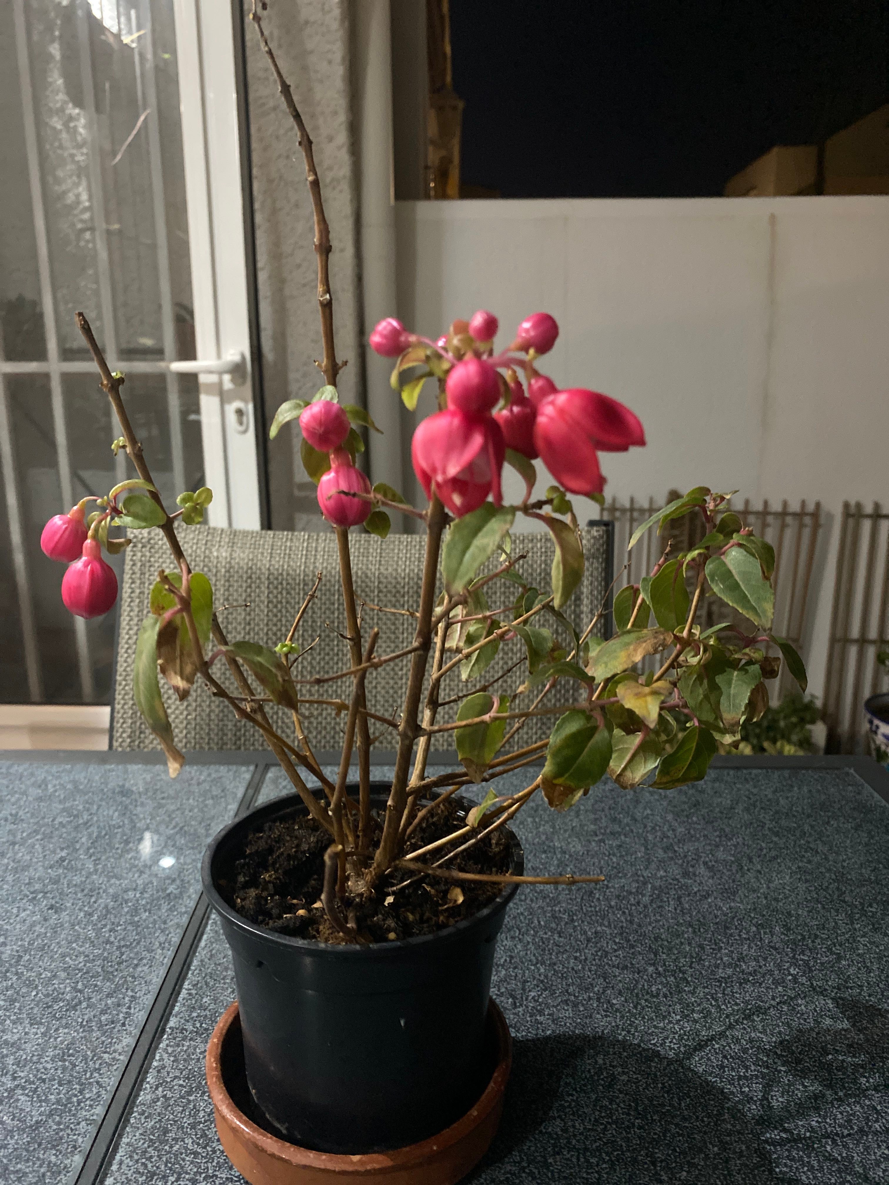 What is a Fuchsia 'Ddfgg'? Complete Guide 🌸