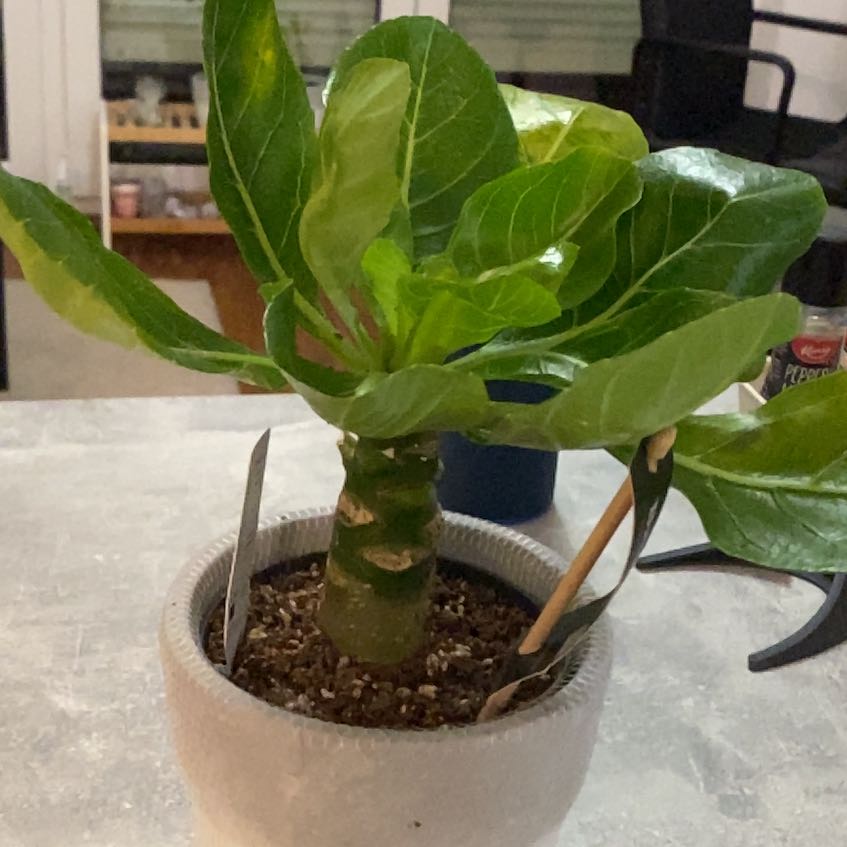 The Complete Alula Plant Care Guide: Water, Light & Beyond