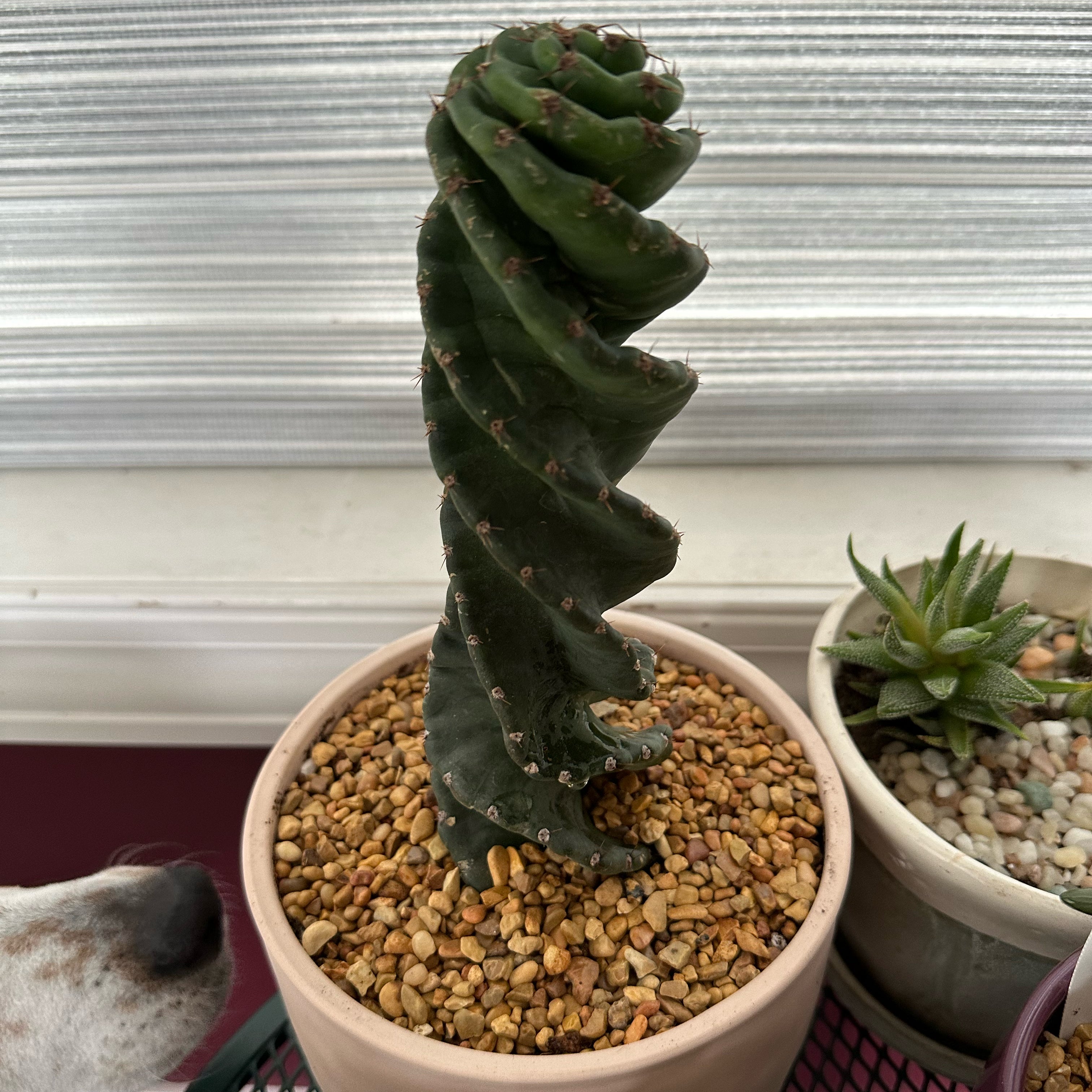 How to Propagate Your Spiral Cactus