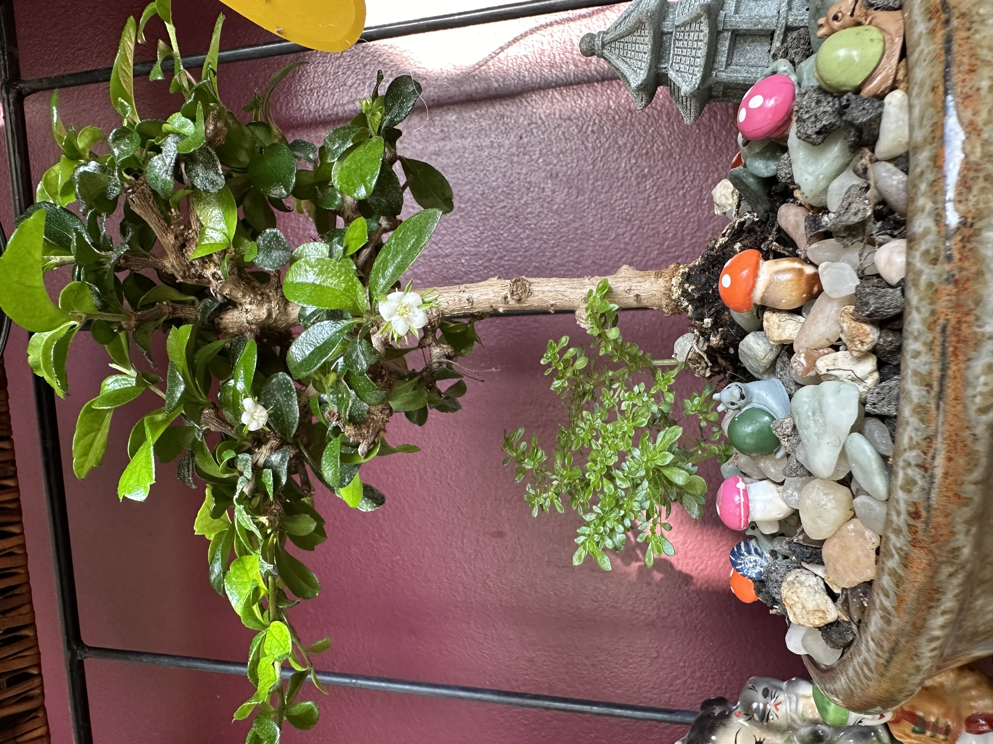 Fukien Tea Tree Plant Care: Water, Light, Nutrients | Greg App 🌱