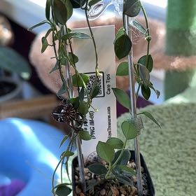 How to Care for Hoya papuana: Mastering Water, Sunlight & More