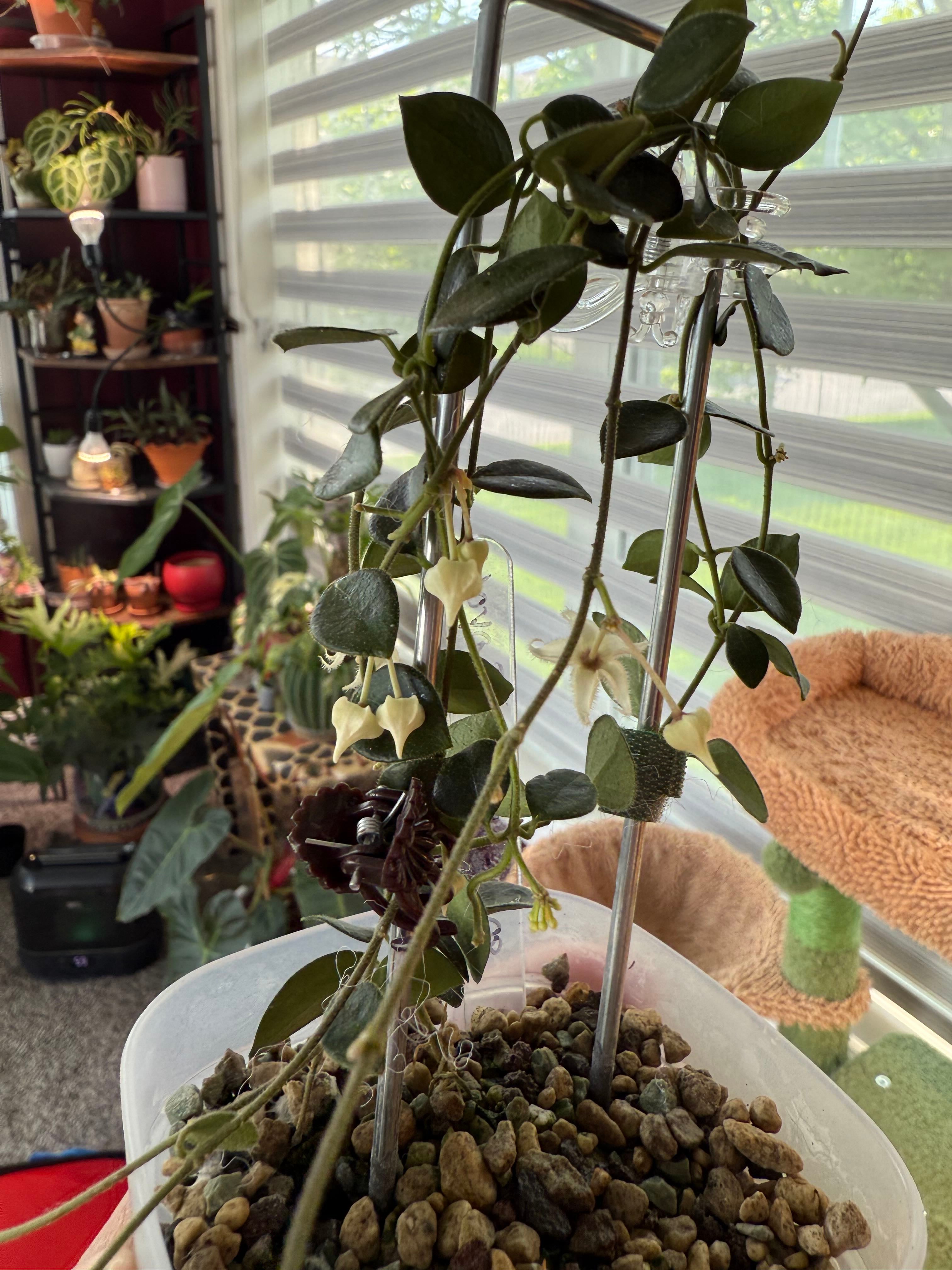 Hoya 'Chouke': How Much Water & Light Does it Need to Thrive?