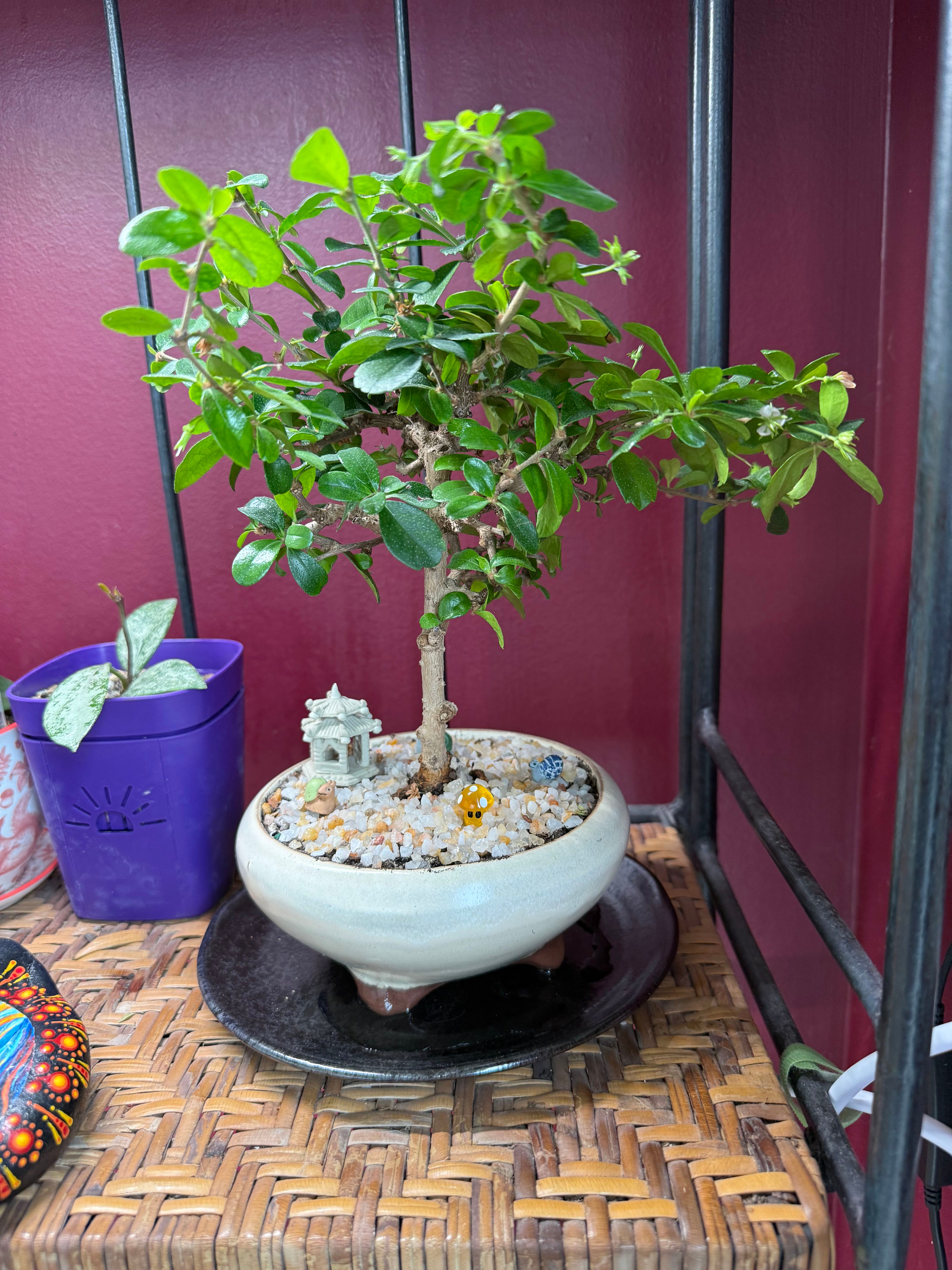 My Fukien tea tree bonsai got a glow up today with new so...