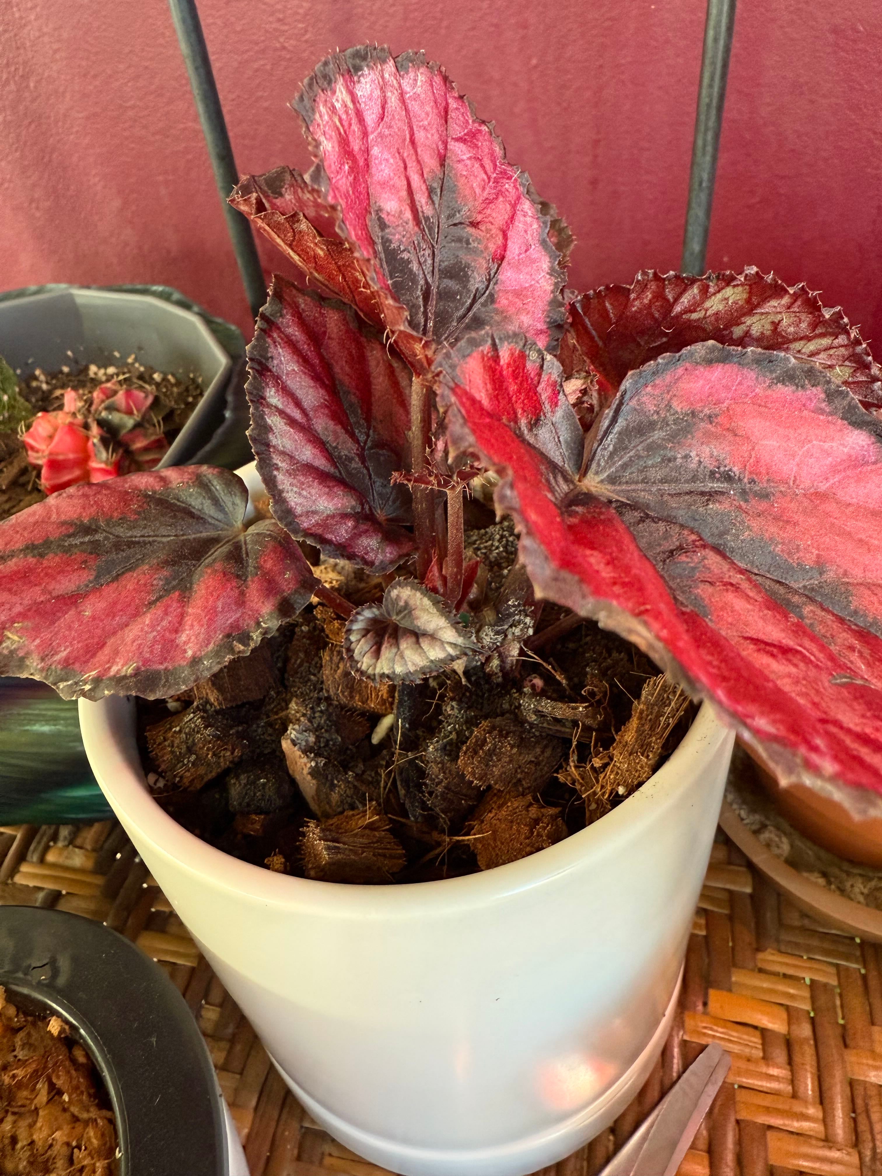 🛠 6 Begonia 'Mistral' Landscaping Hacks