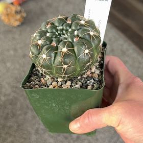 Notocactus crassigibbus Plant Care: Water, Light, Nutrients | Greg App 🌱