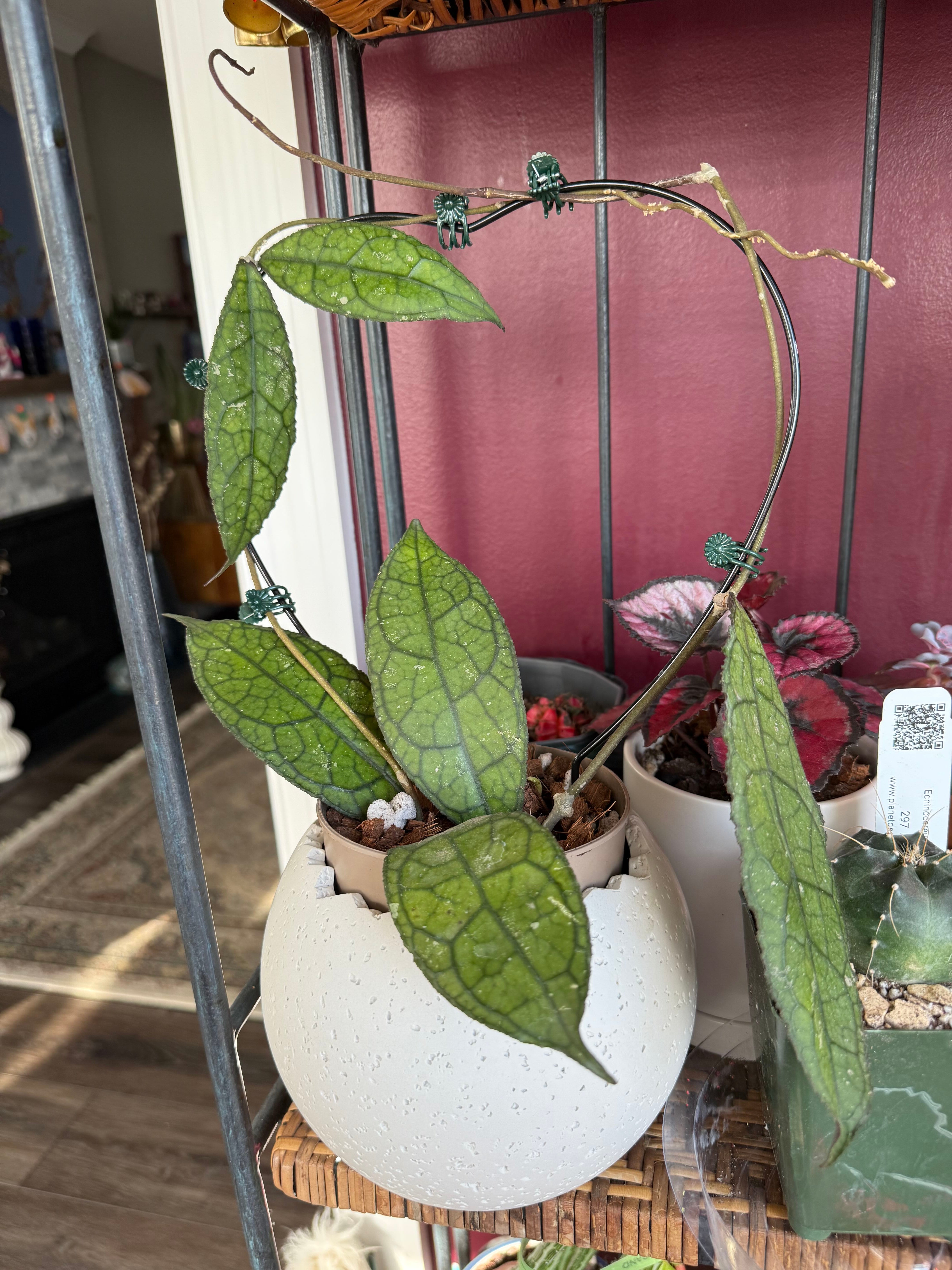 Hoya Chinghungensis: How Much Water & Light Does it Need to Thrive?