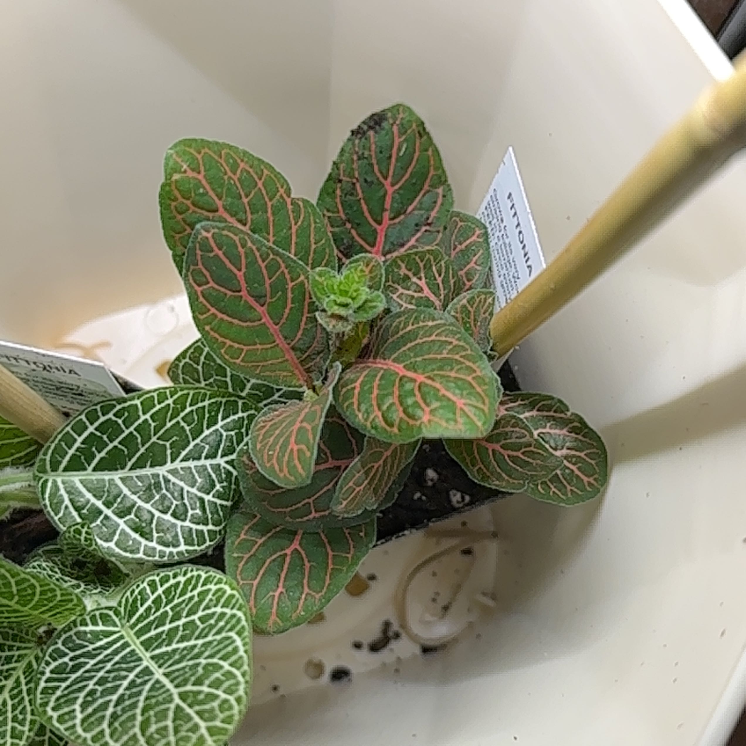 Red Nerve Plant | A plant by @PetiteSatinwood on Greg