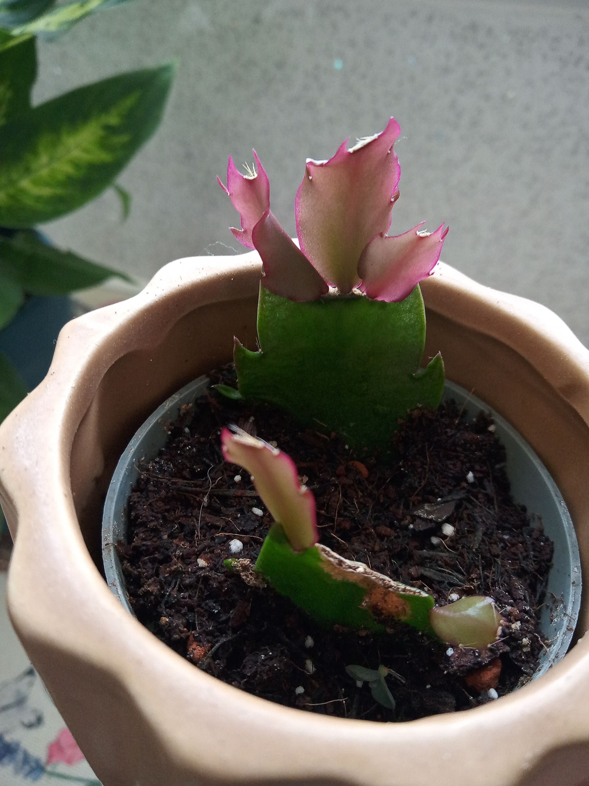 How to Care for False Christmas Cactus: Mastering Water, Sunlight & More