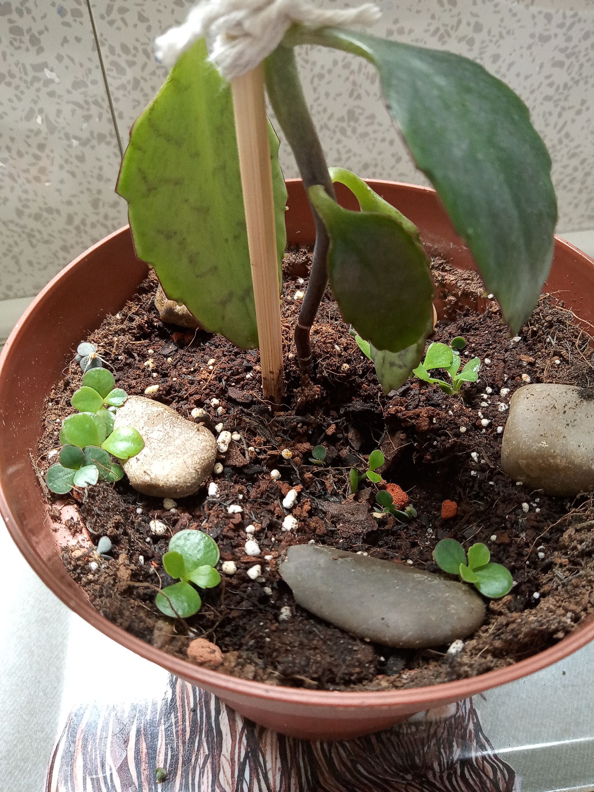 Kalanchoe blossfeldiana 'Queen African Robbie' Plant Care: Water, Light ...