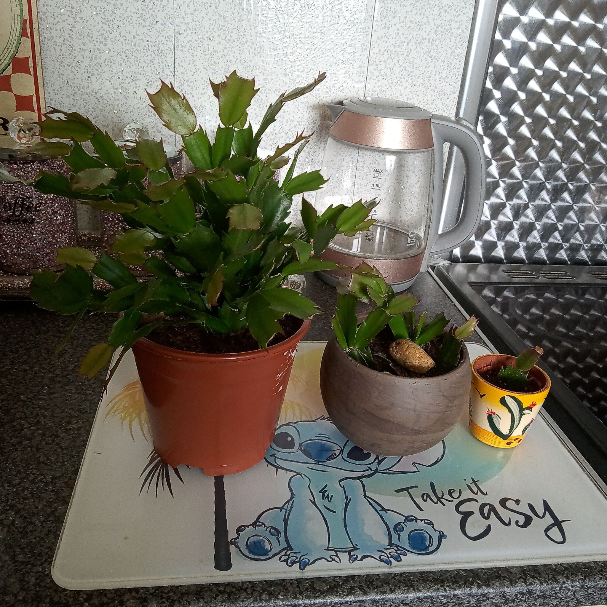 Keep Your False Christmas Cactus Alive: Light, Water & Care Instructions