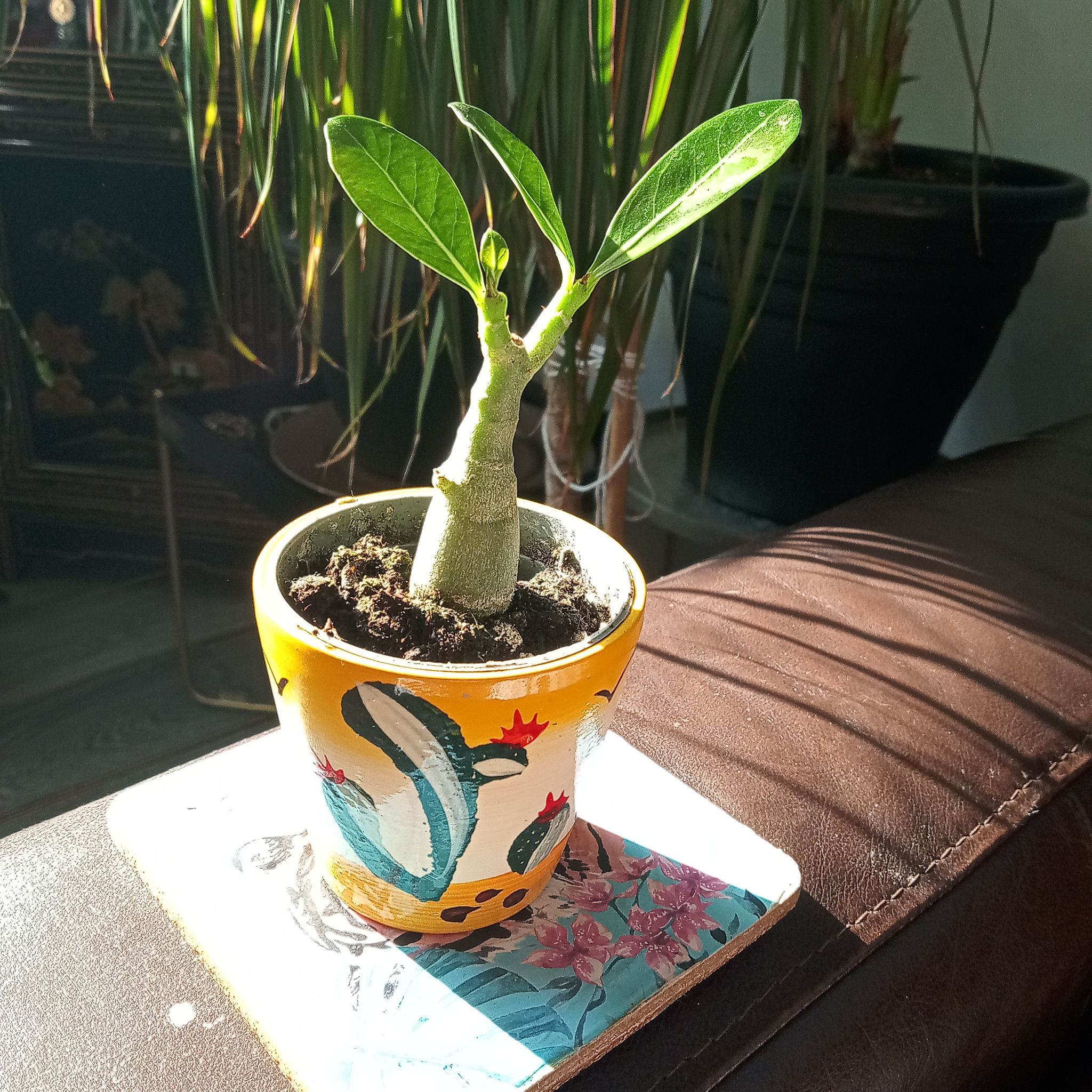 Impala Lily Plant Care: Water, Light, Nutrients | Greg App 🌱