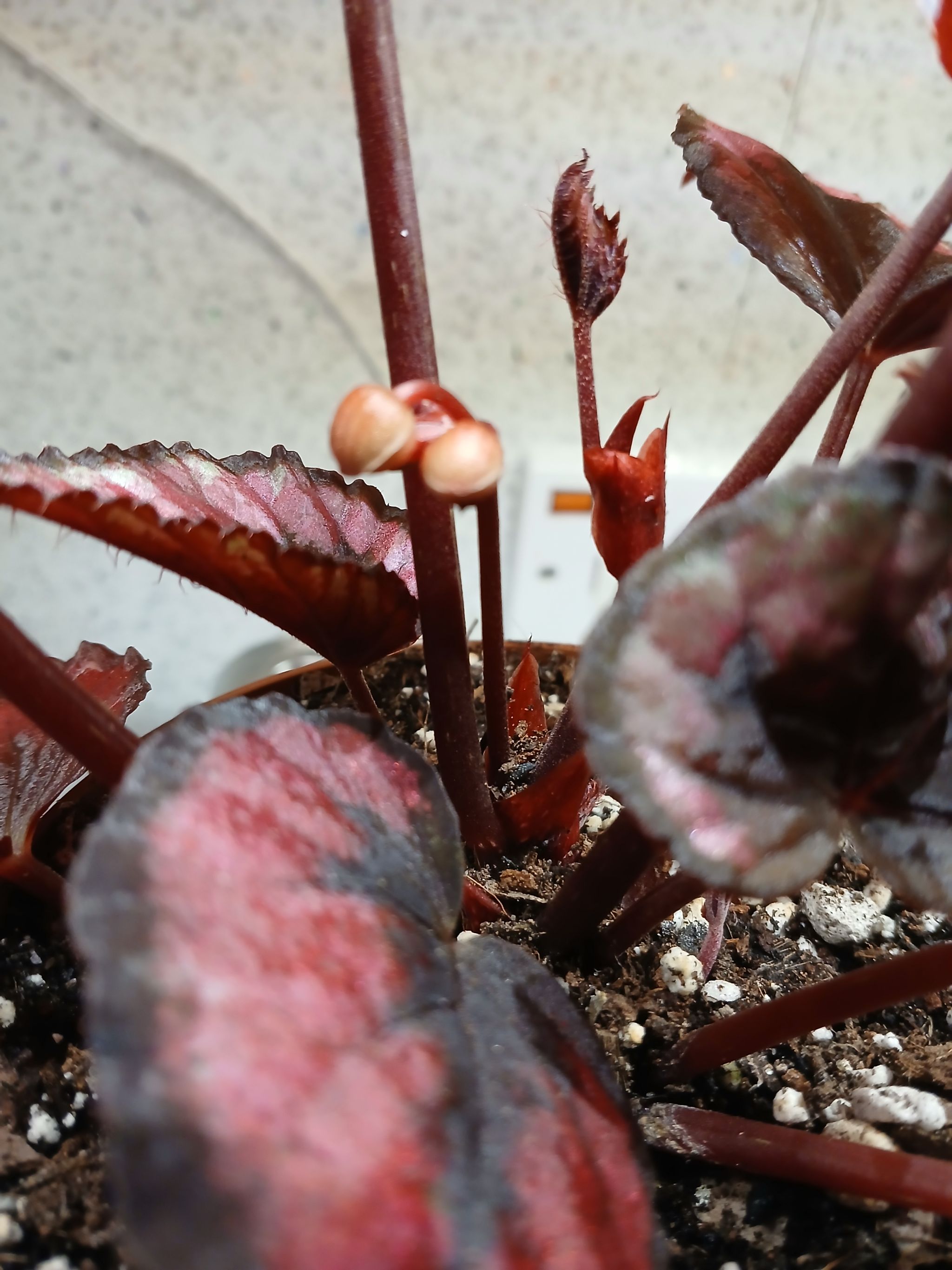 Begonia 'Inferno White' Plant Care: Water, Light, Nutrients | Greg App 🌱