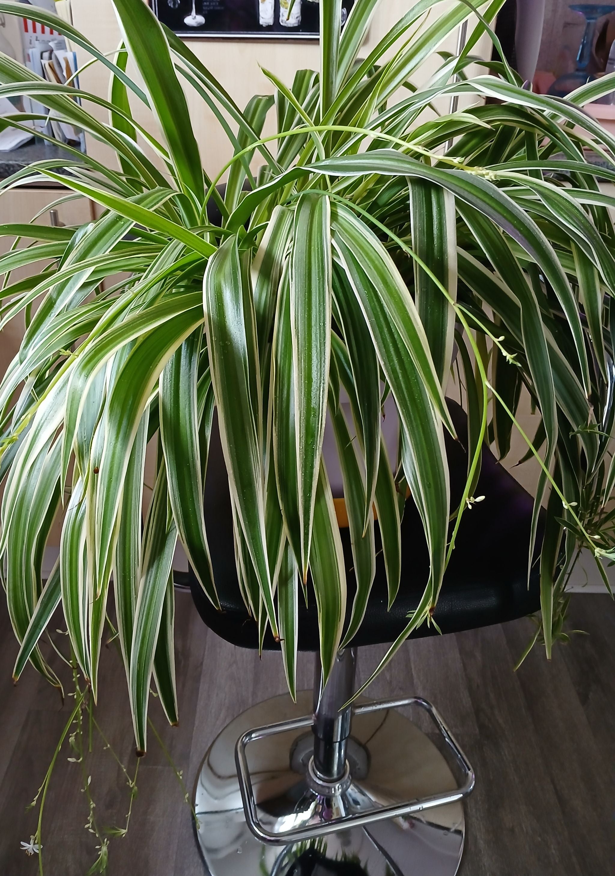 How to Care for Spider Plant: Mastering Water, Sunlight & More