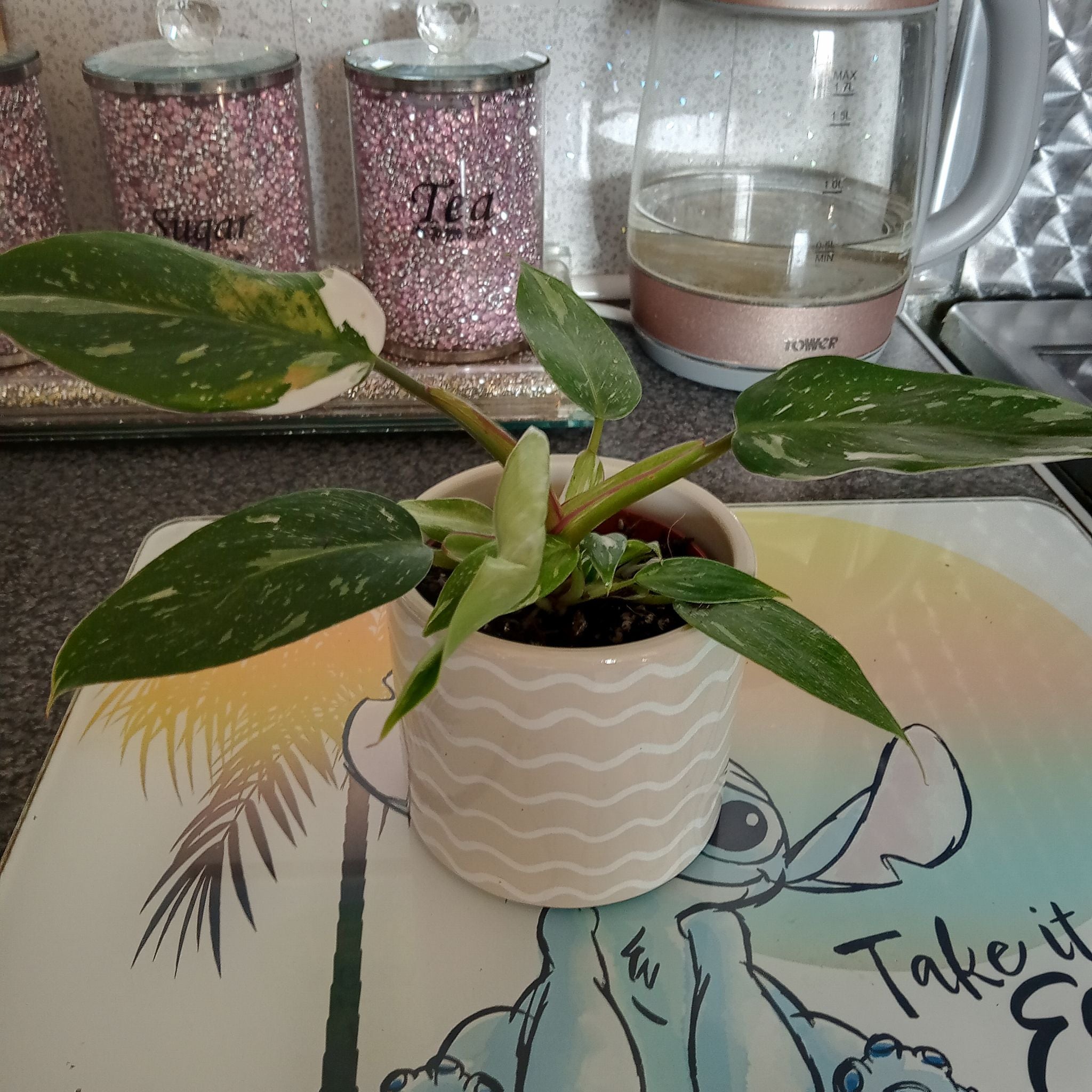 Brown Spots On Philodendron 'White Princess' Leaves