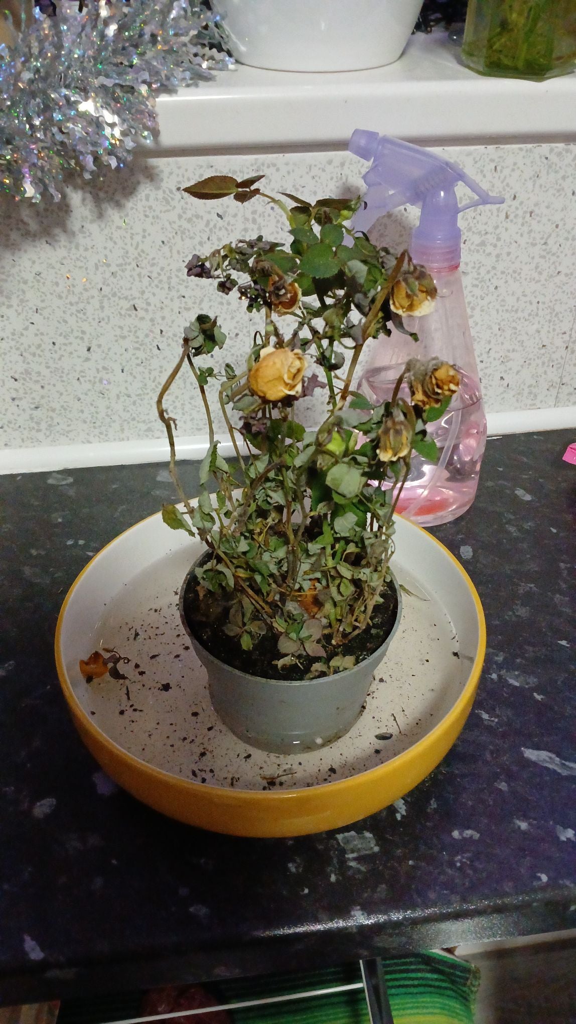 Keep Your Rosa 'NG Magnum Rose Star' Alive: Light, Water & Care ...