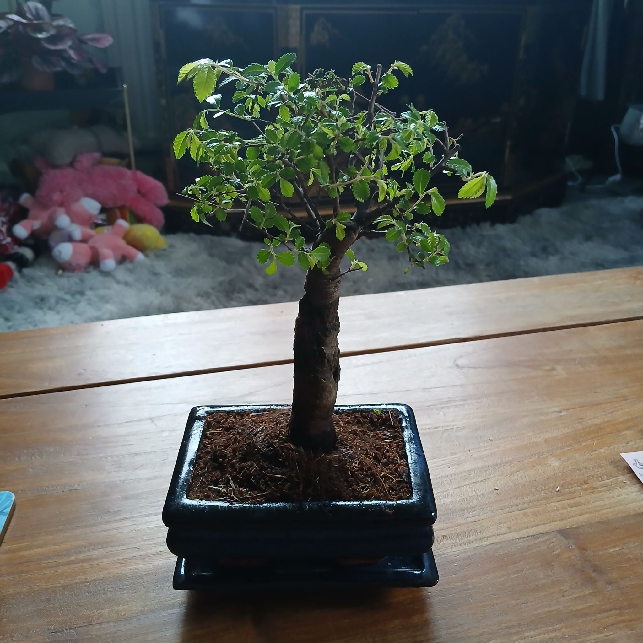 🌳 Ultimate Guide to Elm Trees Roots