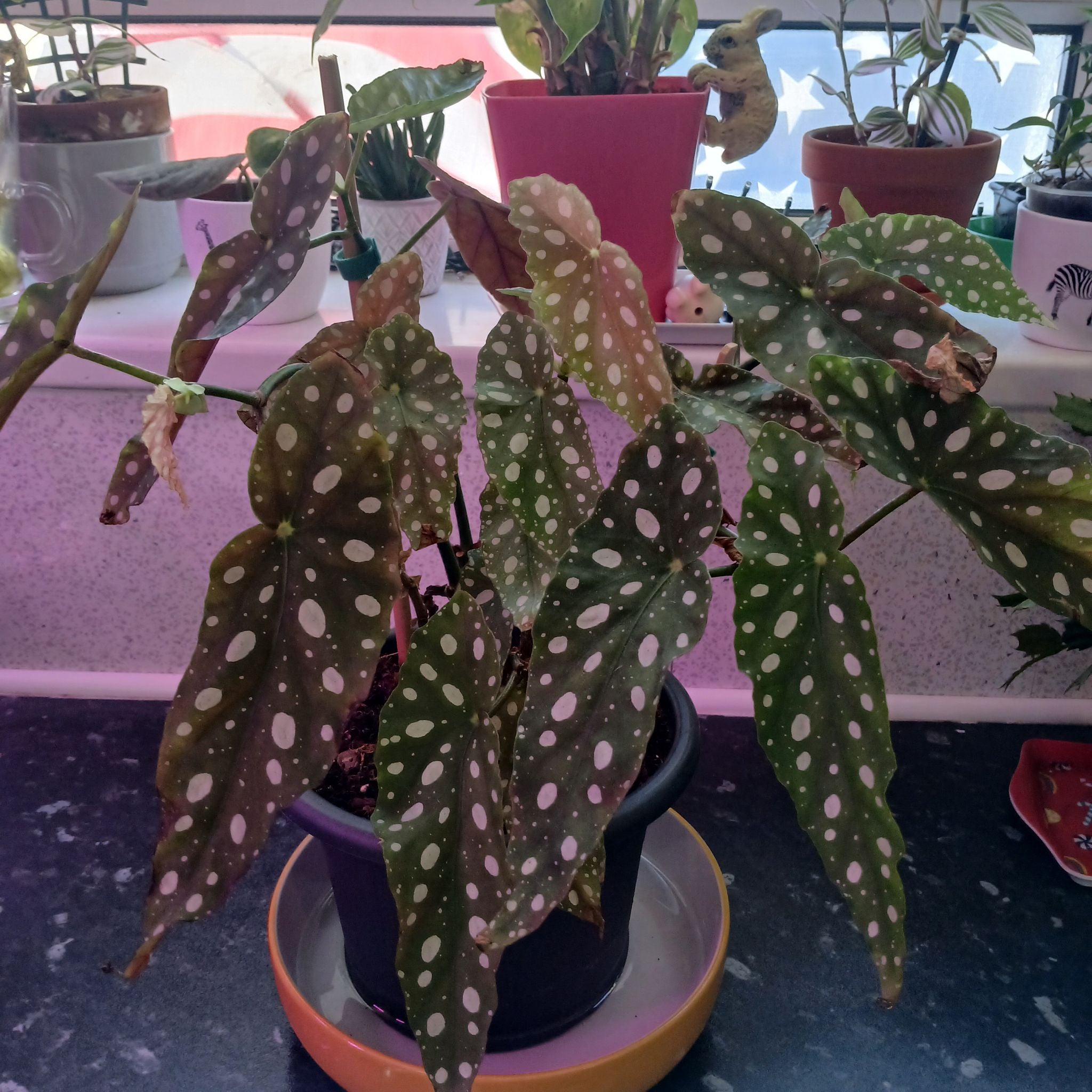 🛠 6 Begonia 'Mistral' Landscaping Hacks