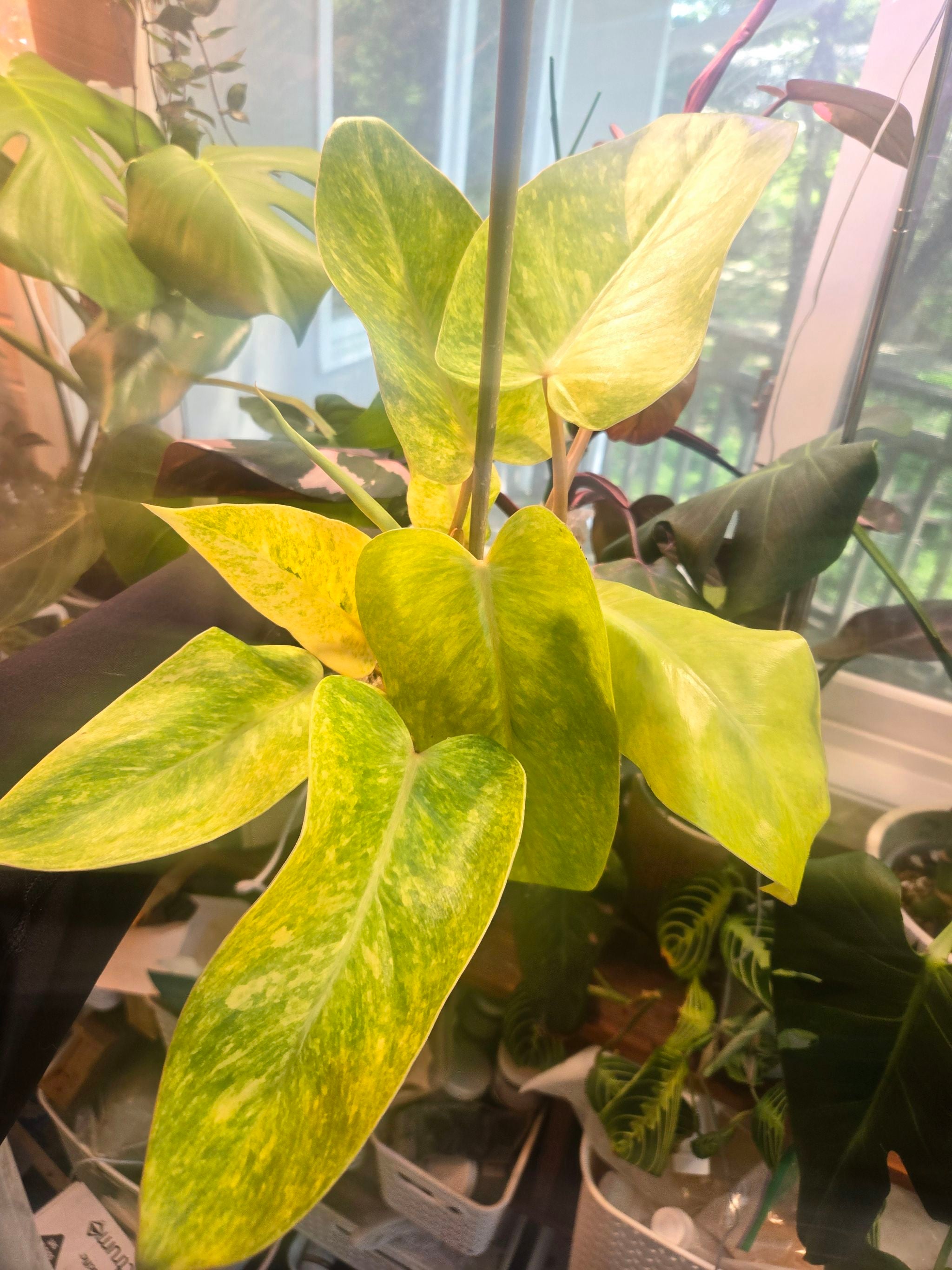 Keep Your Philodendron verrucosum 'Mini' Alive: Light, Water & Care ...