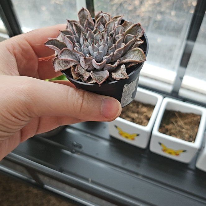 Dax | A plant by @WellfoundedHoya on Greg