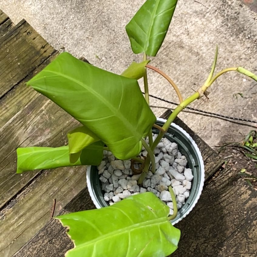 10 Advantages of Having a Philodendron 'Malay Gold'