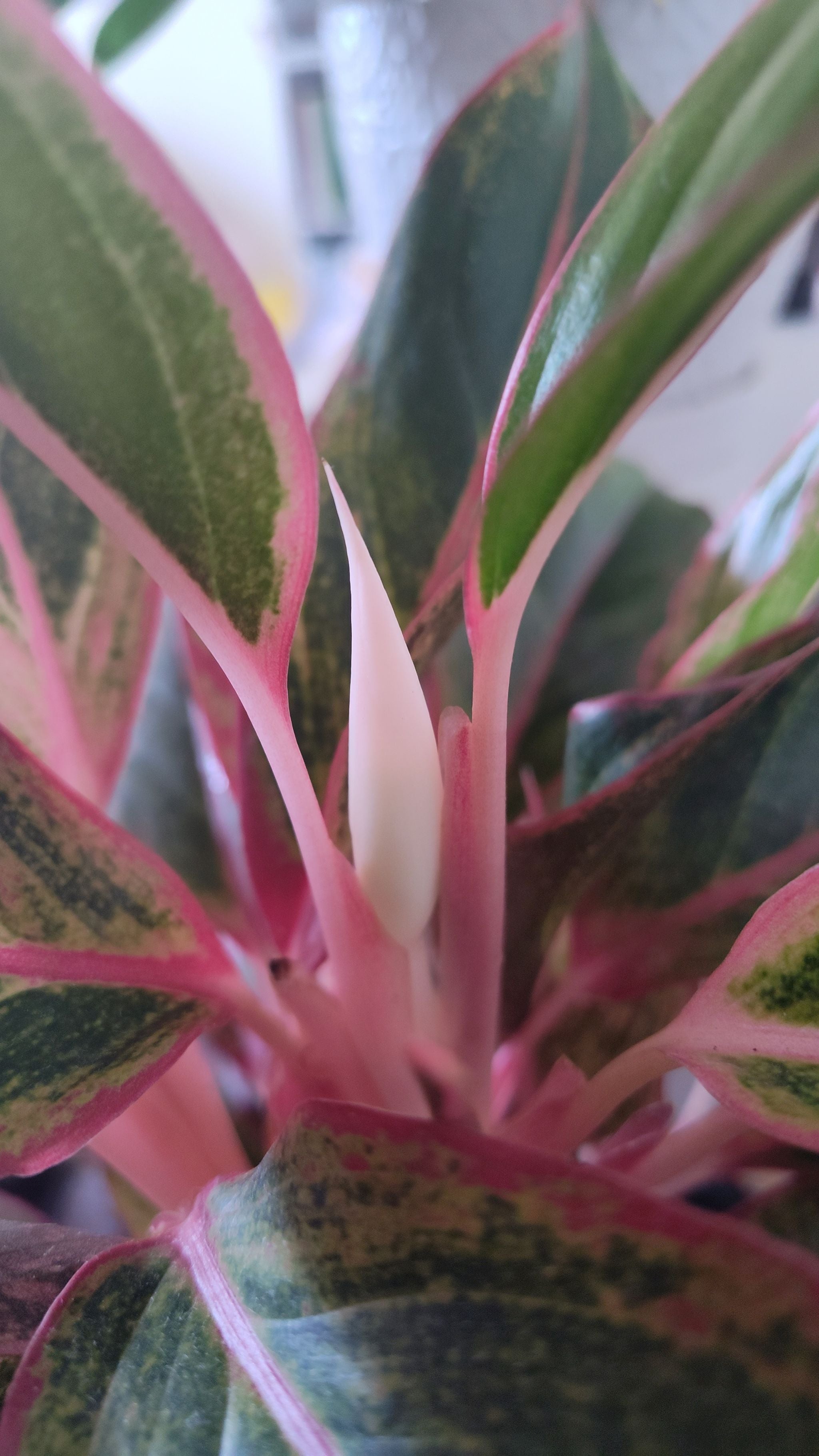 Aglaonema 'Ruby Ray' Plant Care: Water, Light, Nutrients | Greg App 🌱
