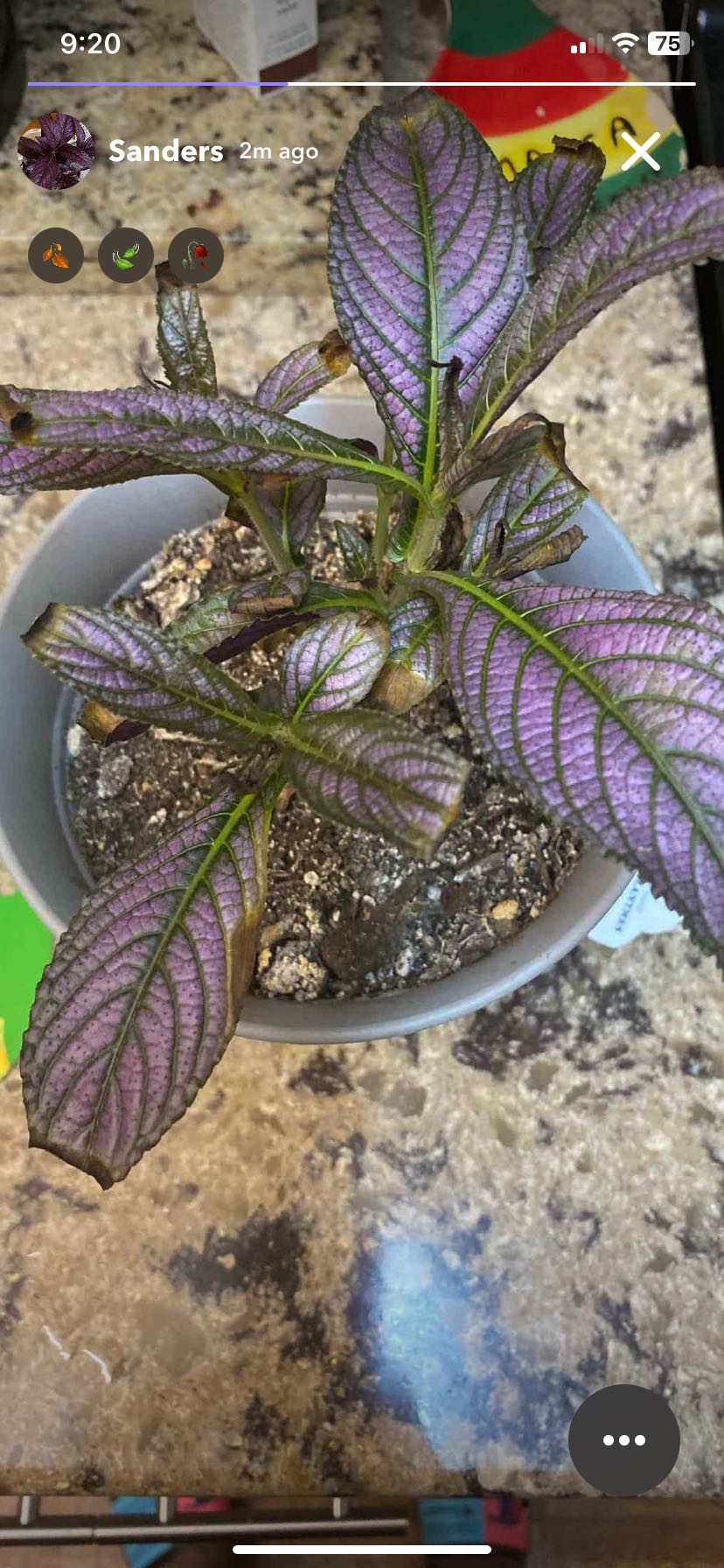 How Do I Propagate My Persian Shield?