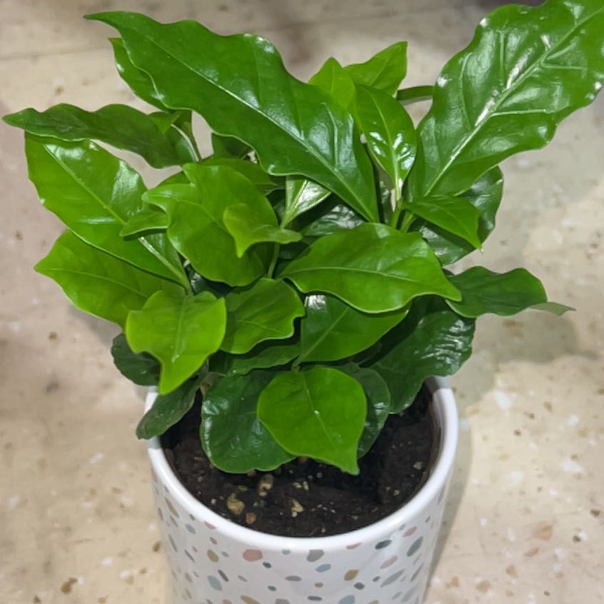 Felicity | A plant by @TimelyEncina on Greg