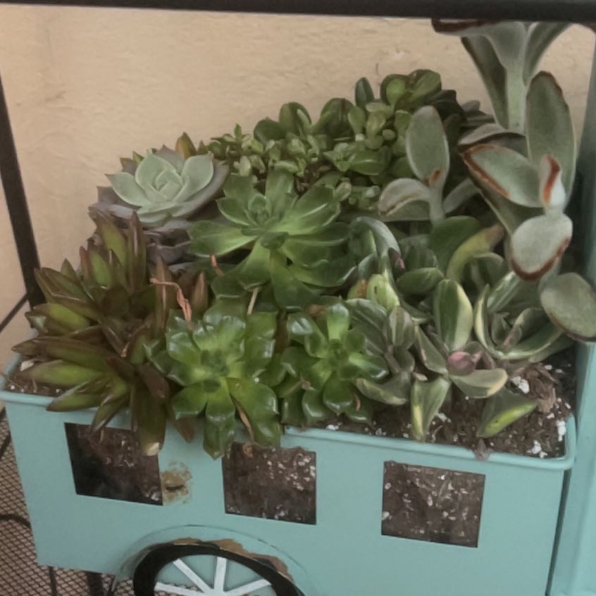 Athena | A plant by @CalmBabyrubber on Greg