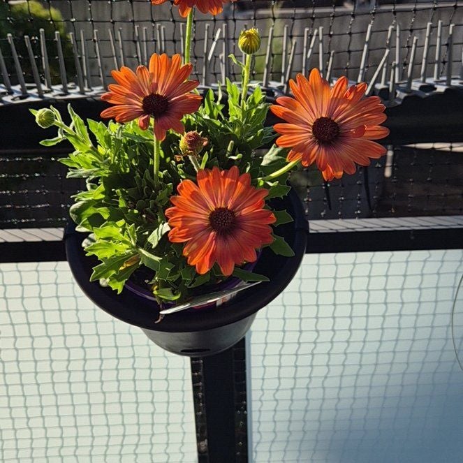 Zion Blue Denim African Daisy: How Much Water & Light Does it Need to ...