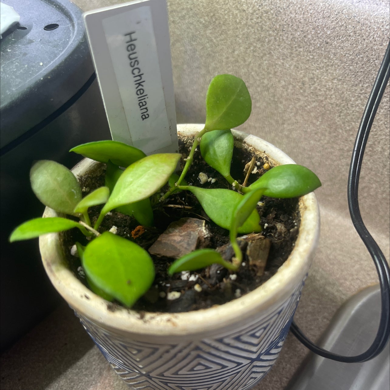 🌡 What Is A Good Temperature Range For My Hoya heuschkeliana?