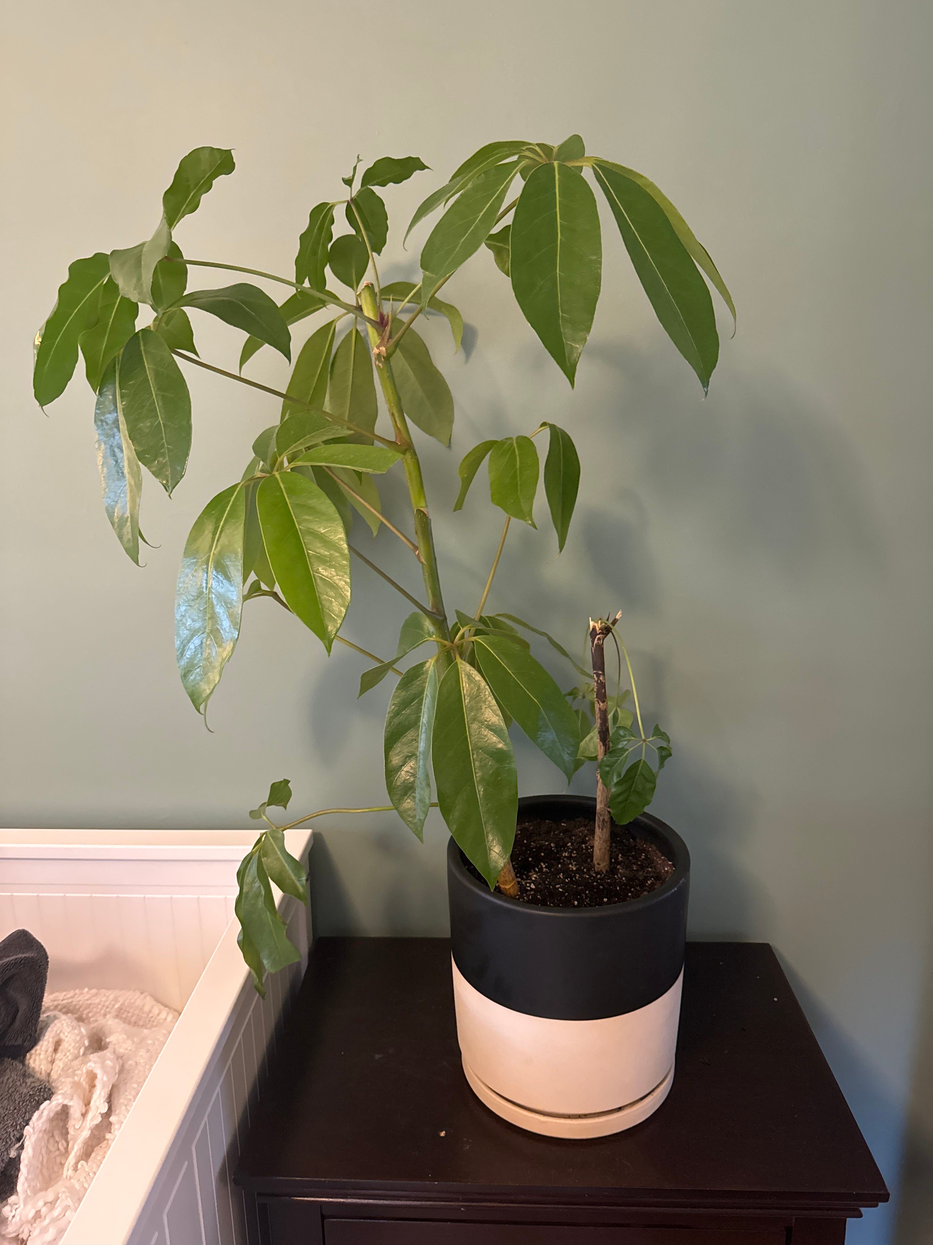 Propagating Your Schefflera Pueckleri: Step-by-step Guide