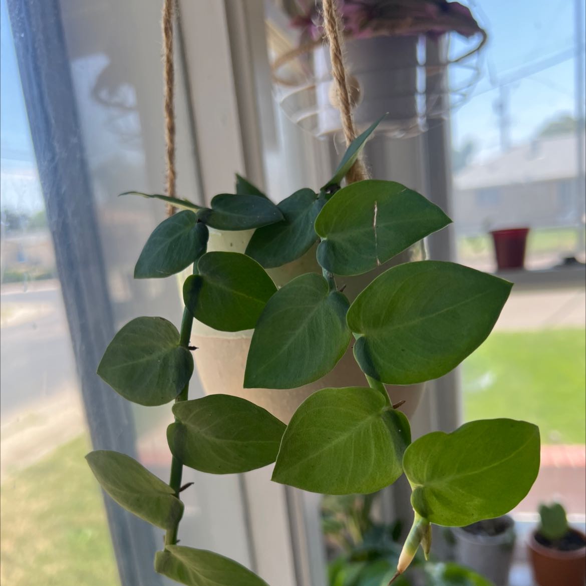 Symbolism and Benefits of the Shingle Plant