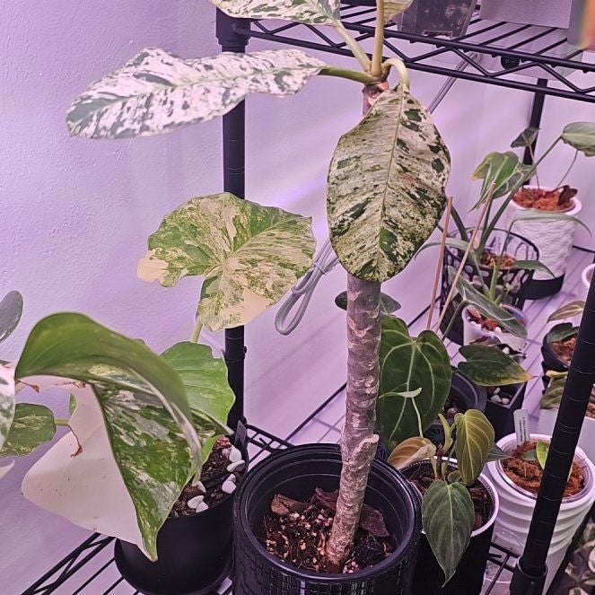 Plumeria 'Leilani': How Much Water & Light Does it Need to Thrive?