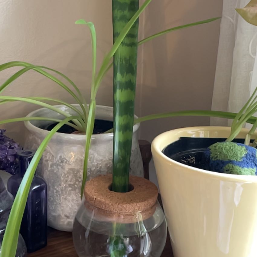 💧 Why Are My Jaboa Snake Plant Leaves Mushy?