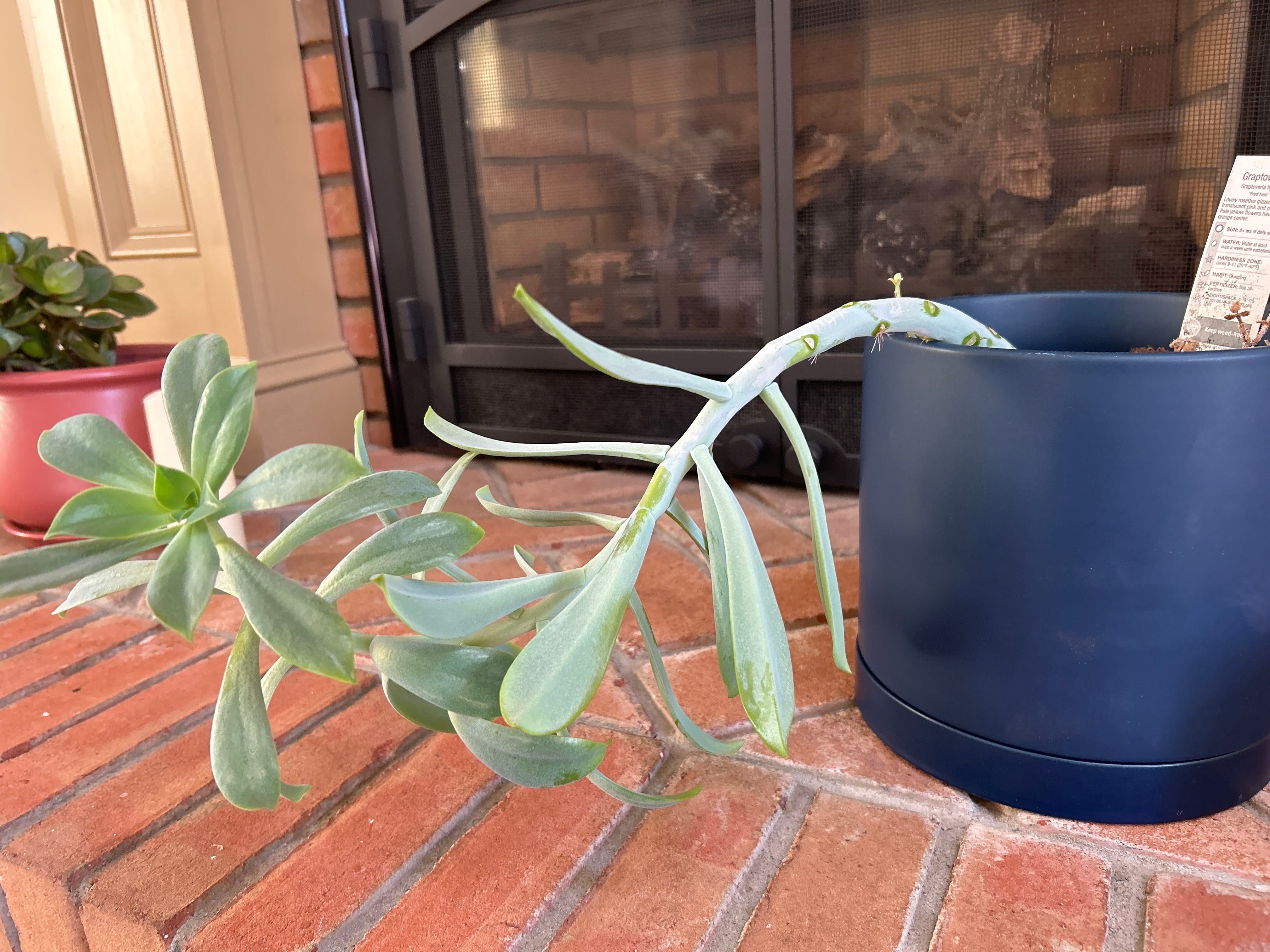 Keep Your Graptoveria 'Francesca' Alive: Light, Water & Care Instructions