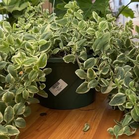 Doreanthus bellidiformis 'Mezoo' Plant Care: Water, Light, Nutrients ...