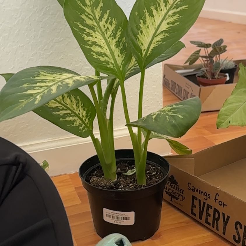 Your Dieffenbachia 'Tropic Snow''s Light Needs