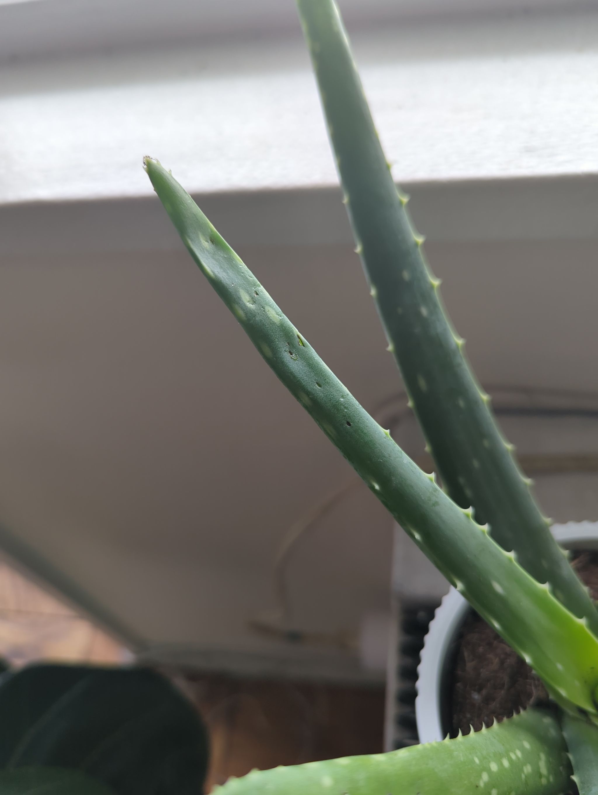 Aloe divaricata 'Diablo' Plant Care: Water, Light, Nutrients | Greg App 🌱