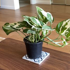 Captain Plant-it | A plant by @LogicalRedflax on Greg