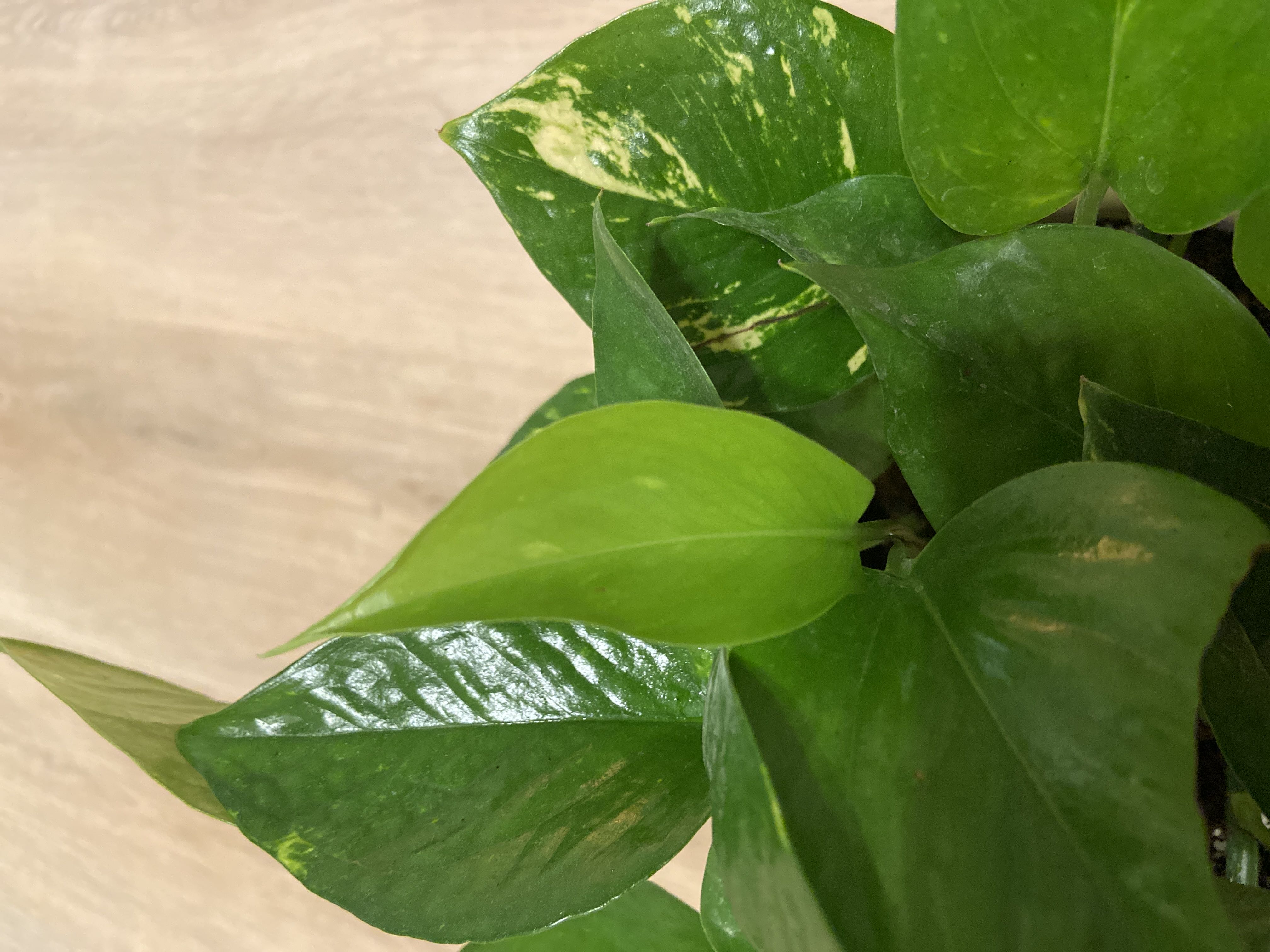 How to Care for Golden Pothos: Mastering Water, Sunlight & More
