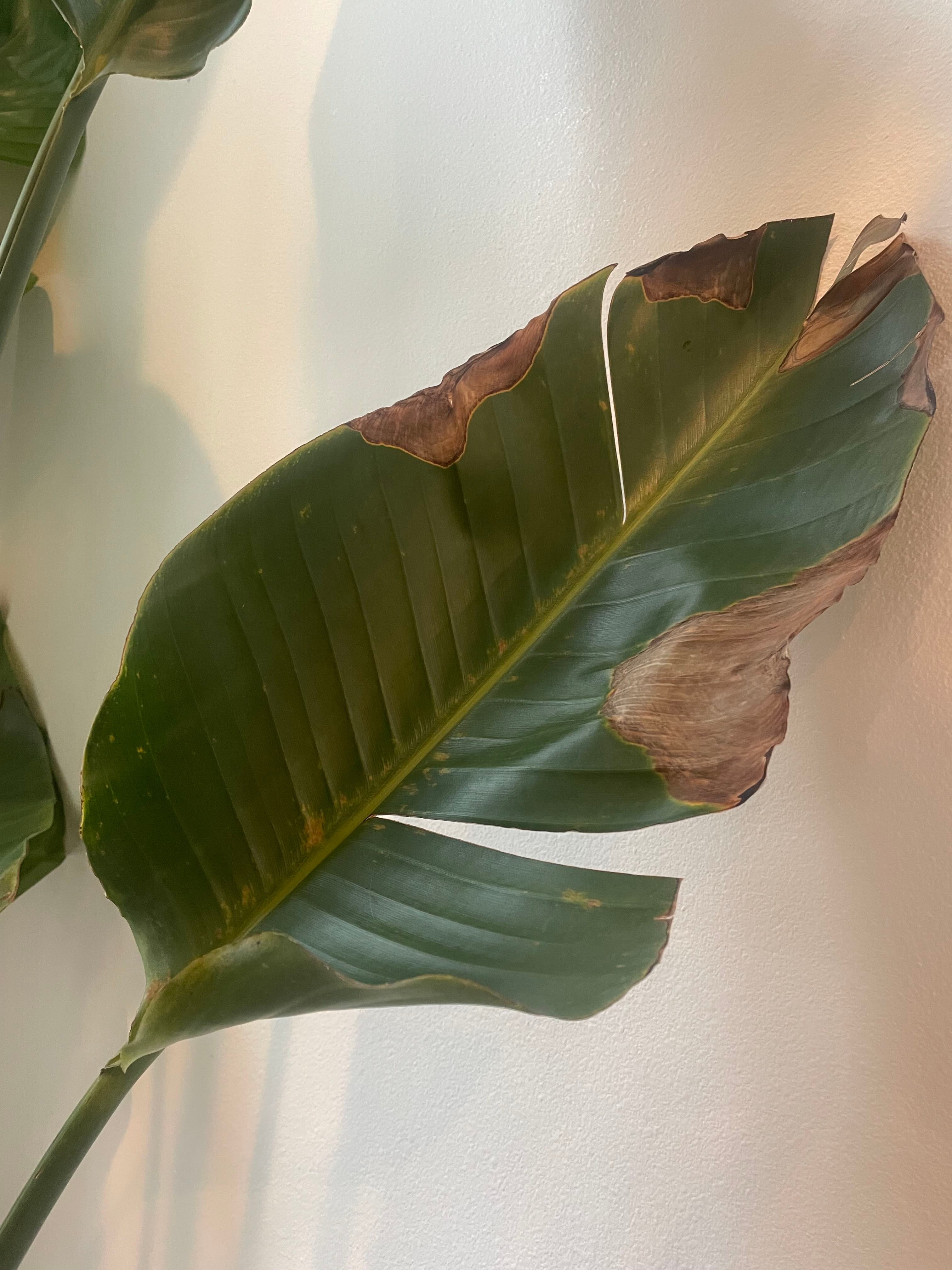 Browning edges, crispy, and more splitting. Gets 1 gallon...