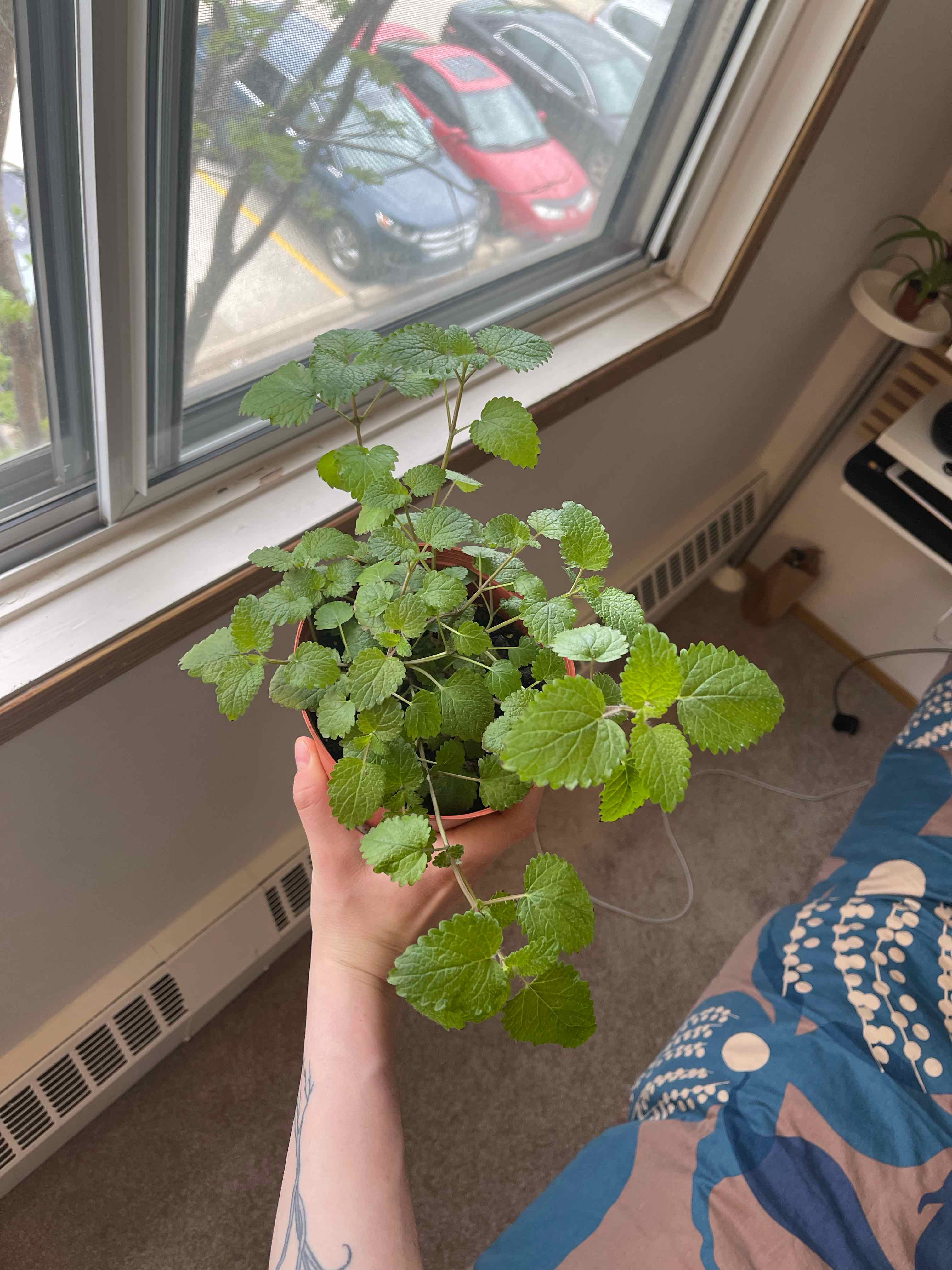 🍋 What To Do About Bugs on My Lemon Balm?